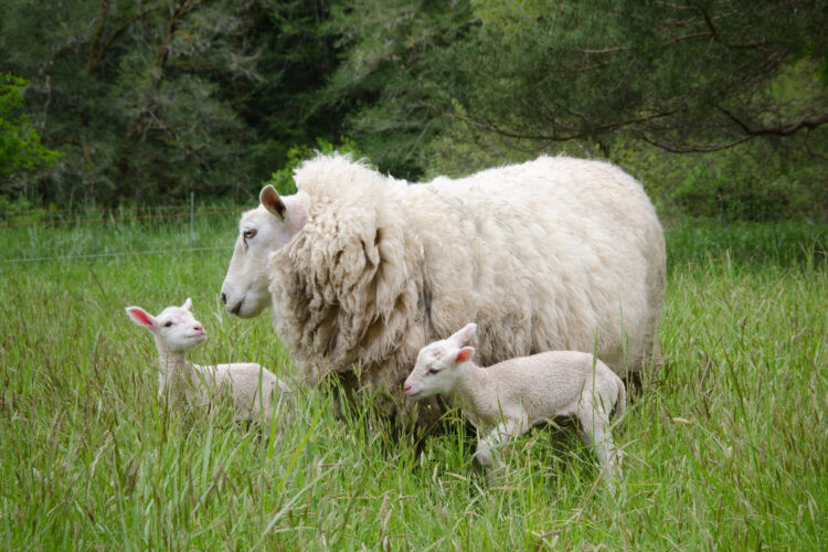 Lambing 101: Animal Husbandry for Newborns - Grit